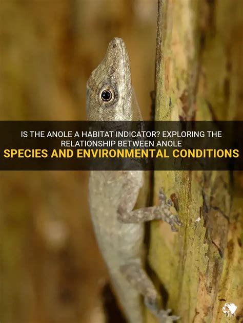 Is The Anole A Habitat Indicator Exploring The Relationship Between Anole Species And