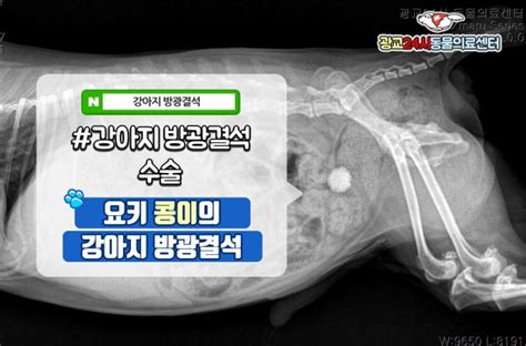 강아지 방광결석 수술 노령견 피오줌 혈뇨 증상 네이버 블로그