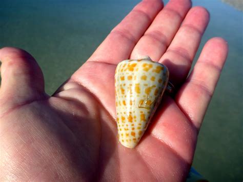 Shelllady Tidal Pool Life