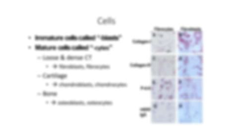 Solution Cells And Classification Studypool