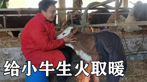 母牛产后奶水不足赶紧叫媳妇煮3斤面条加红糖这能管用吗螃爷Pang YouTube