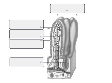 Diagram Diagram Quizlet