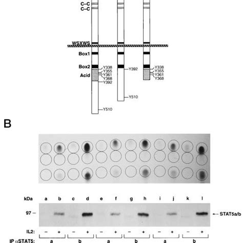 Il2 Induced Activation Of The Stat5ab Serine Kinase In Baf3 Ad Cells