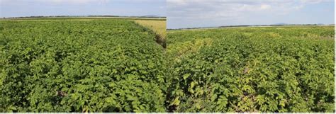 Meijer Potato On Linkedin Adapt News Potato Stress Phenotyping Is