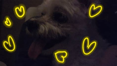 치매가 있는 이슬이의 새벽은 너무 길어 Youtube