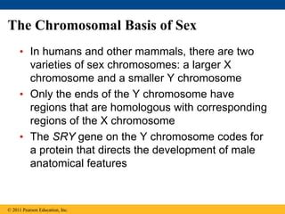 Chapter 15 Chromosomal Inheritance Ppt