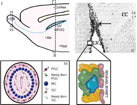 Schematic Of Svz Ob Neurogenesis I Sagittal Section Of The Rat Download Scientific Diagram