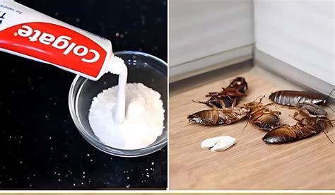 How A Tiny Bit Of Toothpaste Can Help You Drive Away Insects Naturally