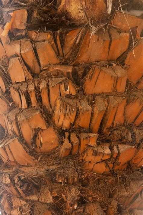 Palm Tree Trunk Texture Close Up Photo Stock Photo Image Of Summer Wood 321932906