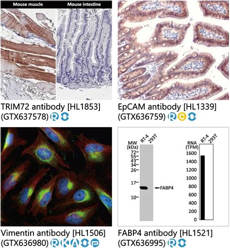 重组兔单抗超值体验价 生物 医药 天然产物 960化工网