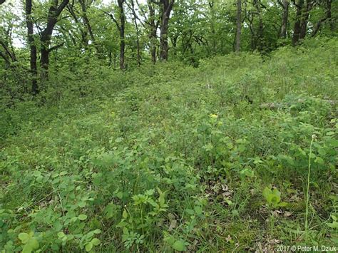 Thaspium Barbinode Hairy Jointed Meadow Parsnip Minnesota Wildflowers