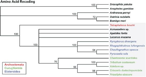A Parsimony Tree With Bootstrap Support Values After Recoding Download Scientific Diagram