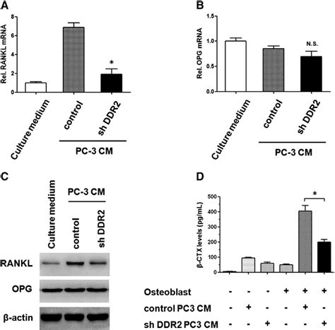 Ddr2 In Pca Cells Increases Rankl Expression In Osteoblasts To