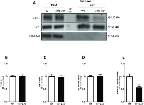 Complex Formation Between α7 Nachr And Nmdar In The Adult 3xtg Ad Mouse Download Scientific