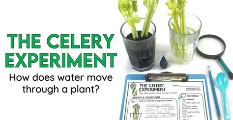 Easy Celery Experiment How Does Water Move Through A Plant Around The Kampfire