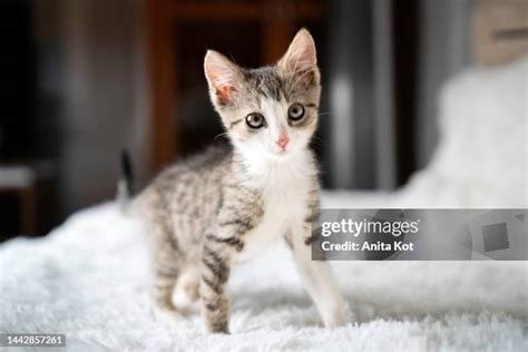 Tabby Cat Markings Photos And Premium High Res Pictures Getty Images
