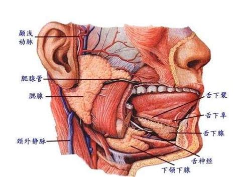 腮腺在哪里图片 腮腺位置图片 大山谷图库