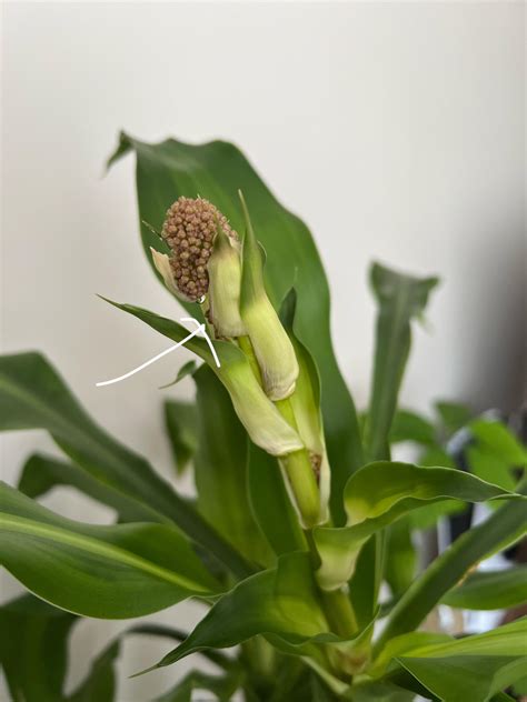 What Is This Jelly Like Liqiud R Dracaena