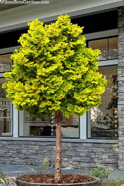 Buy Golden Dwarf Hinoki Cypress Topiary Tree Free Shipping Wilson