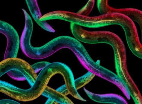 A New Biology Of Color Vision The Nematode Senses Color But It Has No