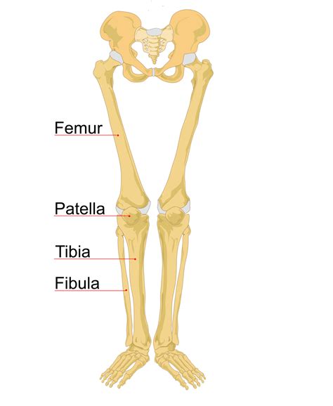 Clipart Skeleton Skeleton Leg Clipart Skeleton Skeleton Leg