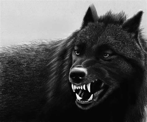 Download Explore The Mysterious Power Of The Black Wolf