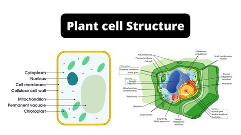 Secretory Vesicles Definition Structure Functions And Diagram Biology Notes Online