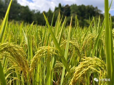 稻花香里说丰年！ 撂荒地变丰收田→