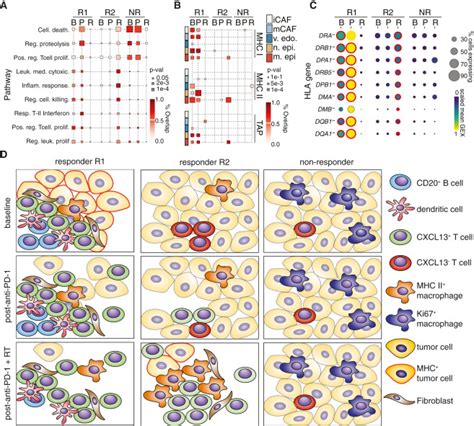 Single Cell And Spatial Profiling Identify Three Response Trajectories To Pembrolizumab And