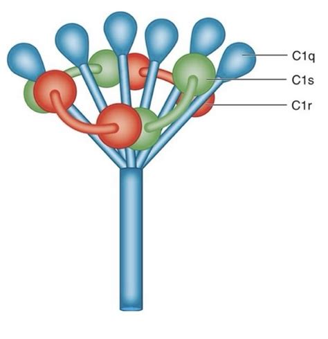 Continuous Of Chapter 5a Complement C3 Convertase By Classical Pathway Flashcards Quizlet