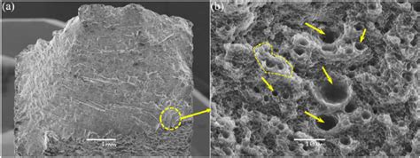 Sem Micrograph Of Fractured Surface Of A Zx Specimen A Cross Section