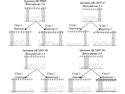 Dna Sequence Chromatograms From Four Individuals Representing 4