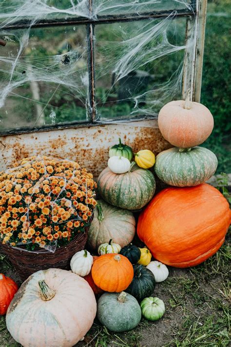 가을 가을 시즌 가을 장식 가을 축제 거미 거미줄 계절 계절 장식 국화 꽃 노란 호박 녹색 호박 농가 스타일