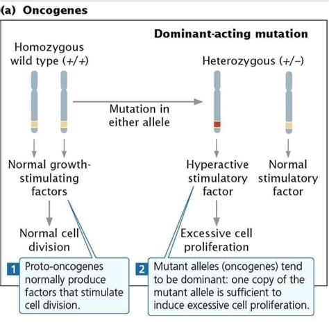 Cancer Results From Gene Mutation ‼️ Hanaa Fayed