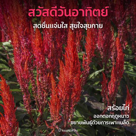 สวัสดีวันอาทิตย์ พร้อมคำอวยพรและความรู้ ส่งต่อแทนความหวังดี บ้านและสวน