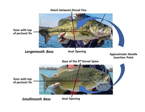 Largemouth Bass Anatomy What You Need To Know Usangler
