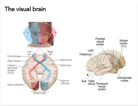 Object Recognition To What Extent Is The Human Object Recognition