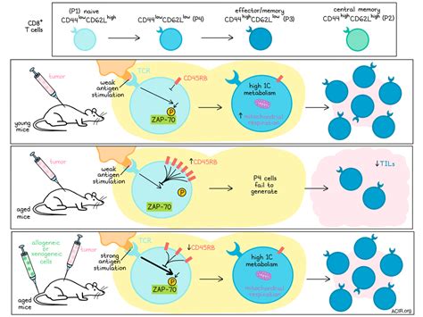 A Fountain Of Youth For T Cell Function