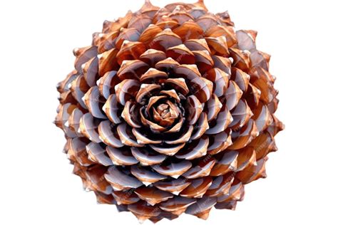pinecone and its fibonacci spiral pattern isolated on white created with generative ai premium