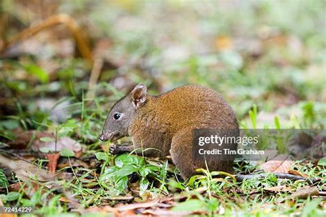 Kangaroo Rat Images Photos And Premium High Res Pictures Getty Images
