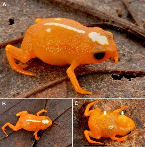 Pixlokita Typhlonectes A Newly Discovered Species Of
