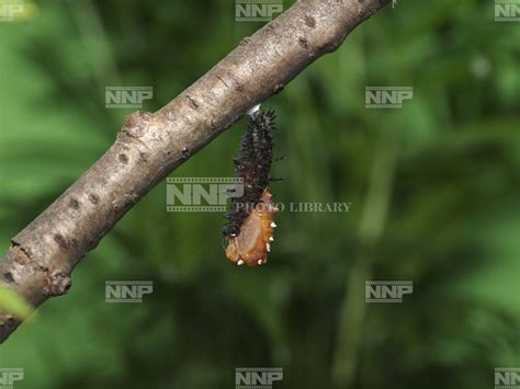 ツマグロヒョウモンの蛹化 1 3 写真素材ストックフォト NNP PHOTO LIBRARY