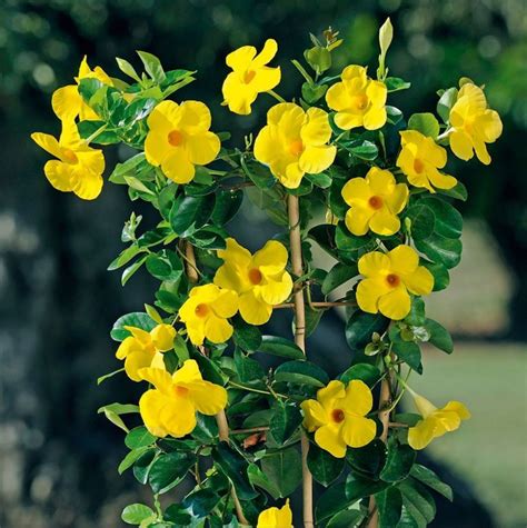Mandevilla A Magical Climbing Plant For Your Pots Yard And Garden My