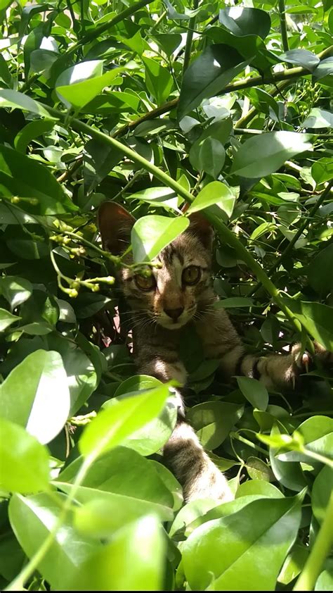 His Olden Days Scrolller