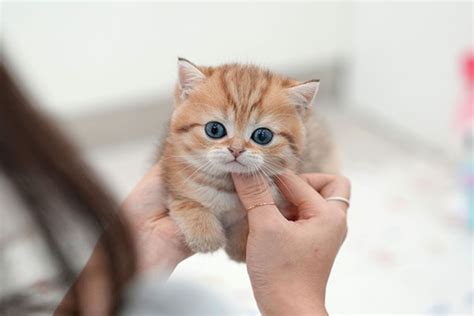 브리티쉬숏헤어 남아 바다 부산강아지분양 부산고양이분양 미유펫