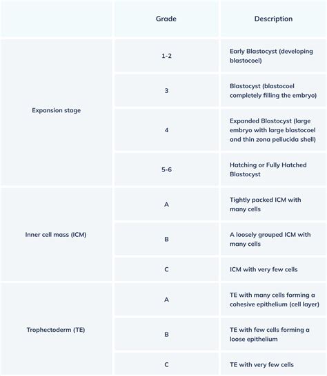 Embryo Grading And How Its Done Fertilitywise