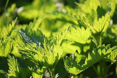 荨麻 荨麻叶 药用植物 Pixabay上的免费照片 Pixabay