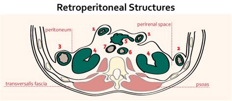 Retroperitoneal Structures Gastrointestinal Medbullets Step 1