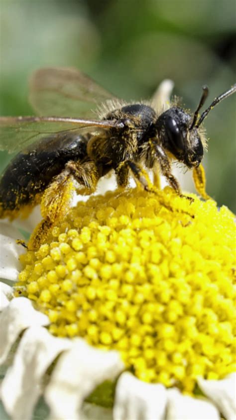 Honey Bee Bite Treatment What Will You Do If Honey Bee Bites You Health