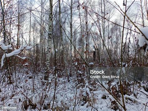 겨울에는 자작나무 숲 겨울에는 숲 속의 키 큰 자작 나무가 하얀 눈으로 덮여 있습니다 유럽 숲에서 겨울에 아름다운 자연 경관 0명에 대한 스톡 사진 및 기타 이미지 Istock